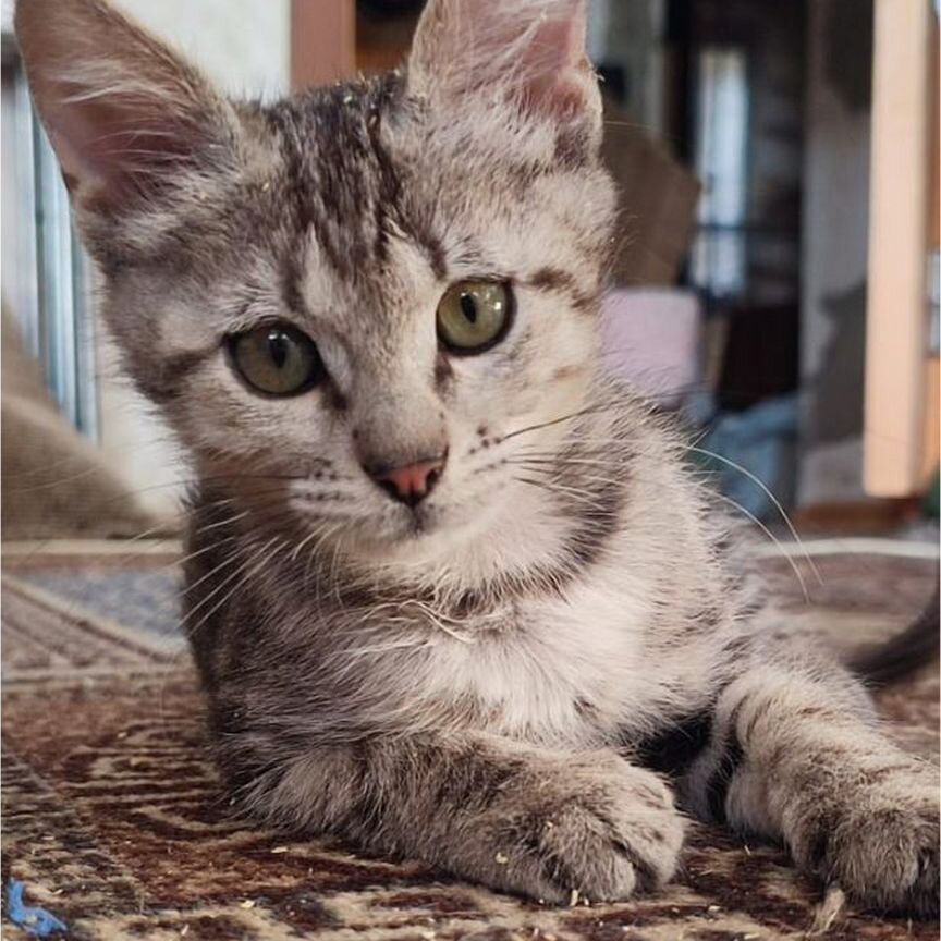 Котёнок мальчик ищет дом