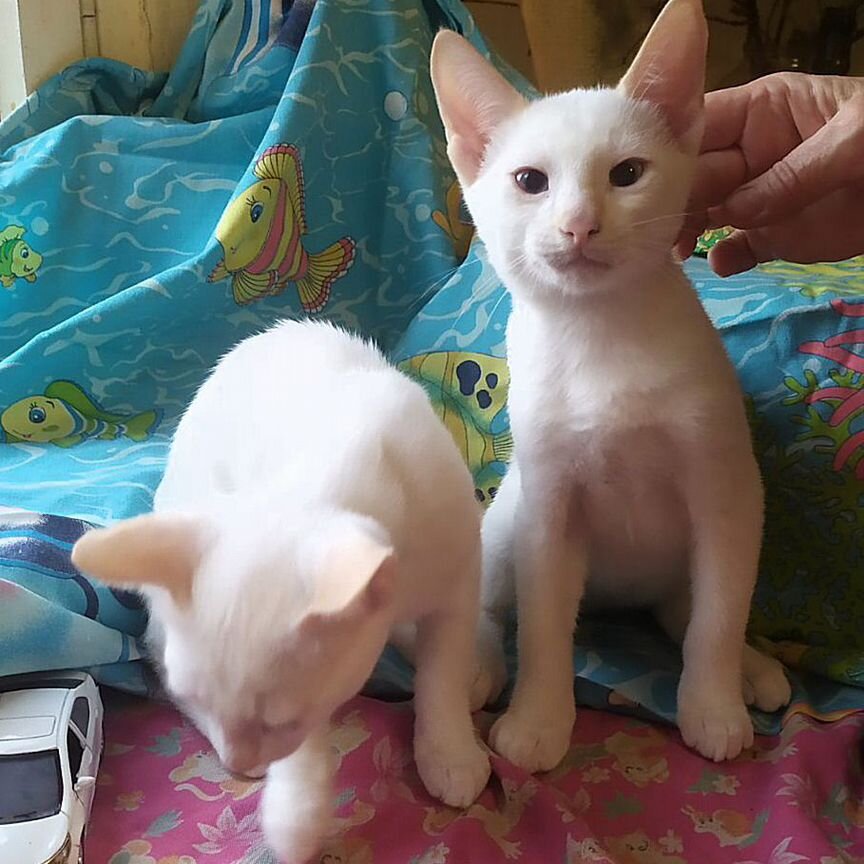 Белые котята мальчики