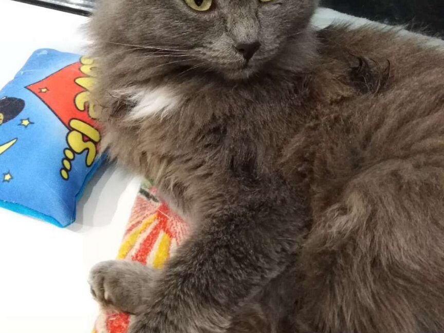 Кошечка в добрые руки