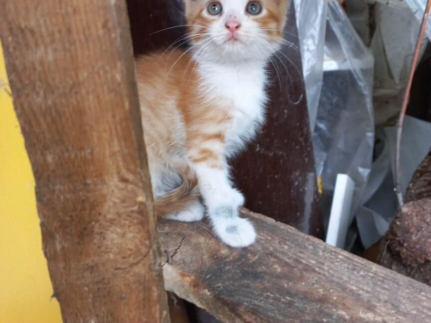Бездомный котик ищет дом