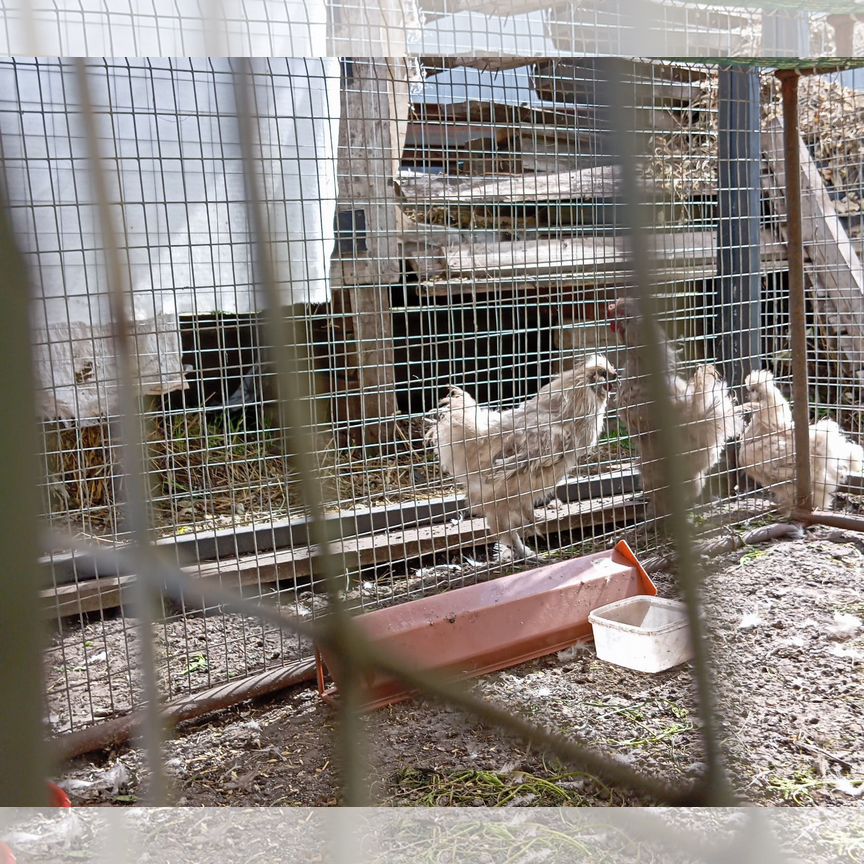 Китайские шëлковые цыплята куры питухи