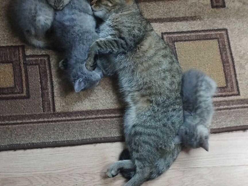 Усатый нянь, предлагает забрать котят