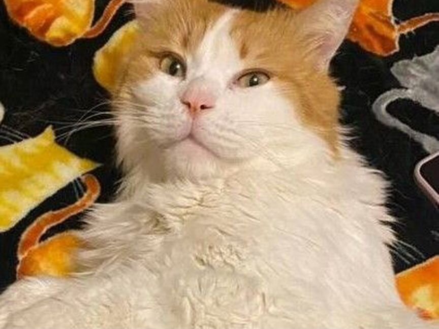 Пушистый кот в добрые руки бесплатно