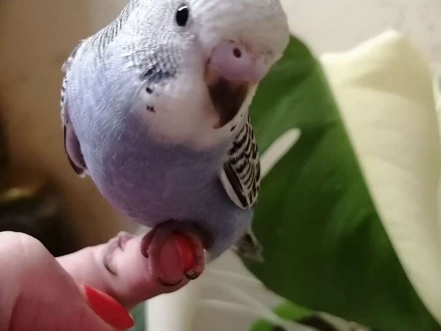 Птенцы волнистый попугай