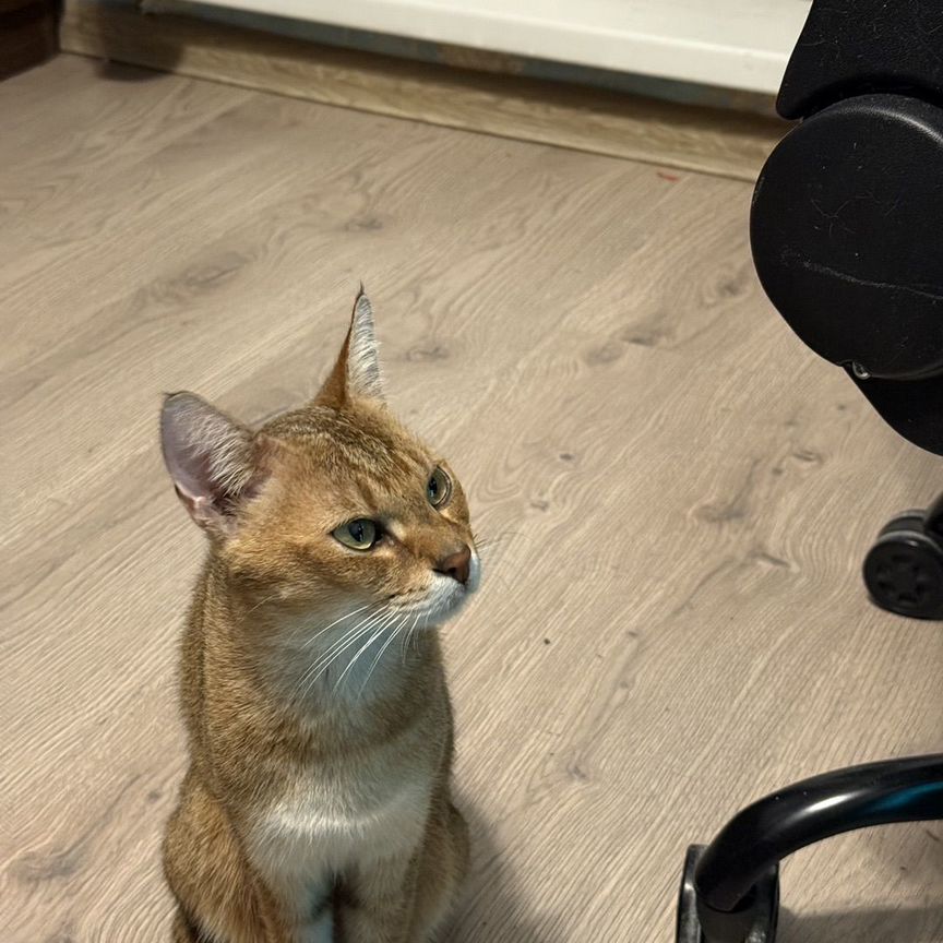 Кошка чаузи f2