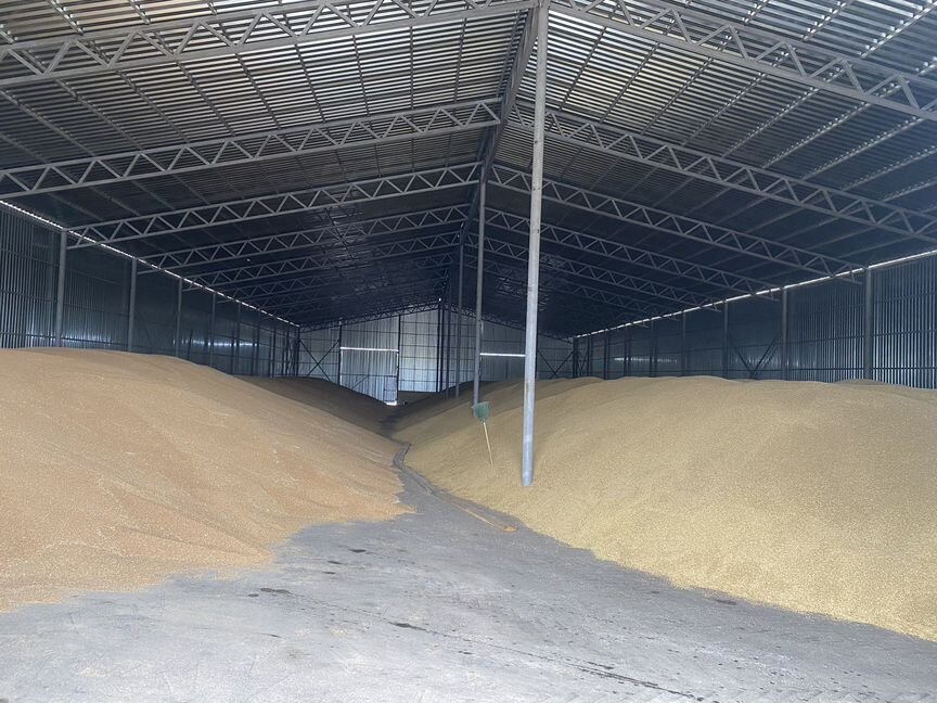 Пшеница, ячмень