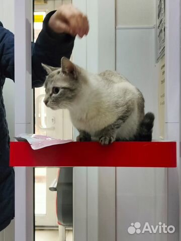 Маленькая красивая кис-модель (кошка)