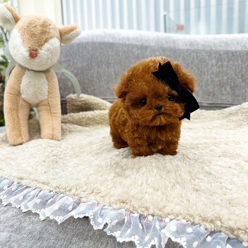 Мальтипу Тикап из Кореи