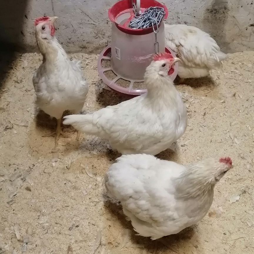 Петушки Хайсек Браун