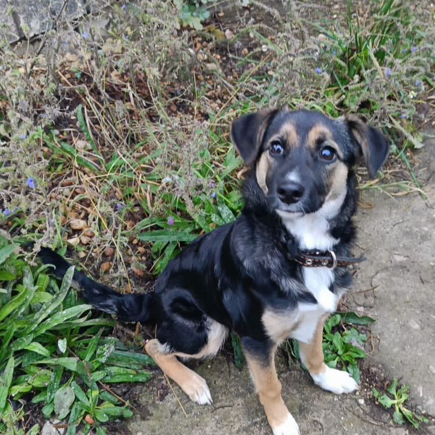 Мелкаш Астра ищет семью