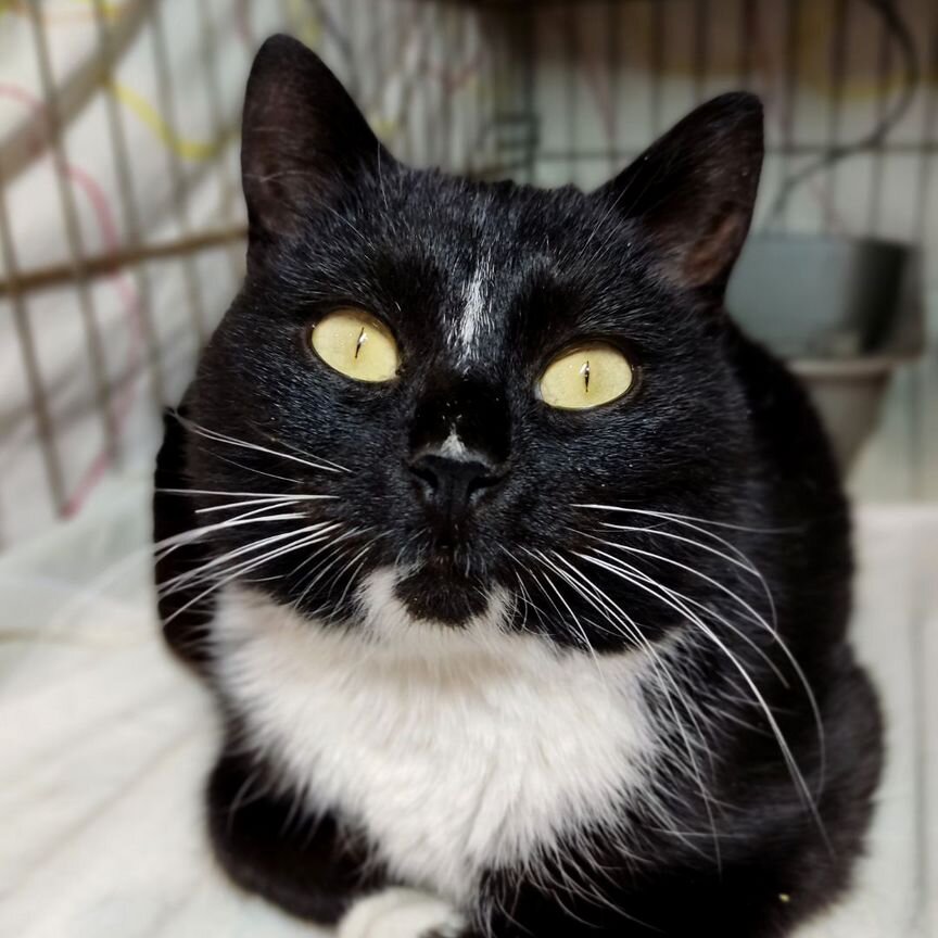 Для радости, уюта и дружбы кошечка Мелиса