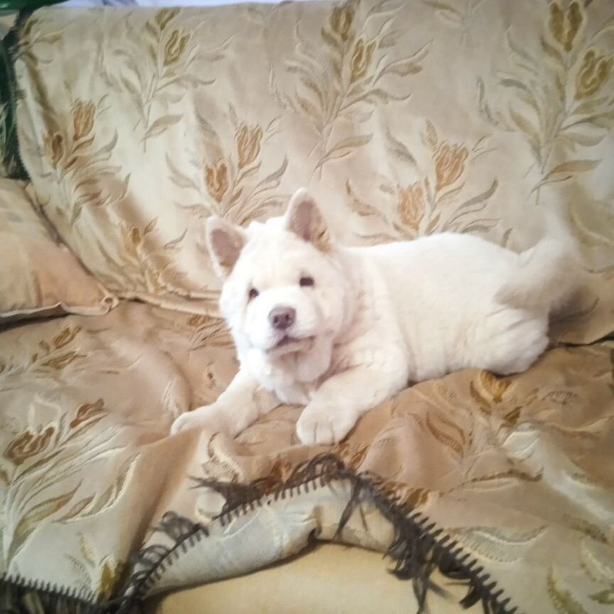 Собаки