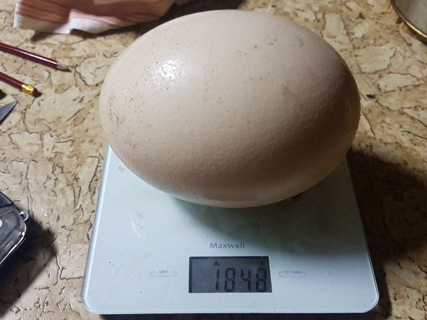 Яйцо страуса