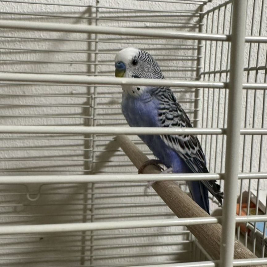 Волнистый попугай с клеткой