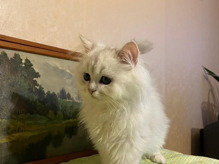 Персидские шиншиллы