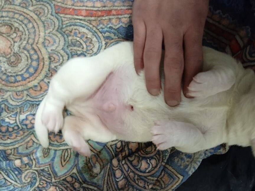 Щенки алабая