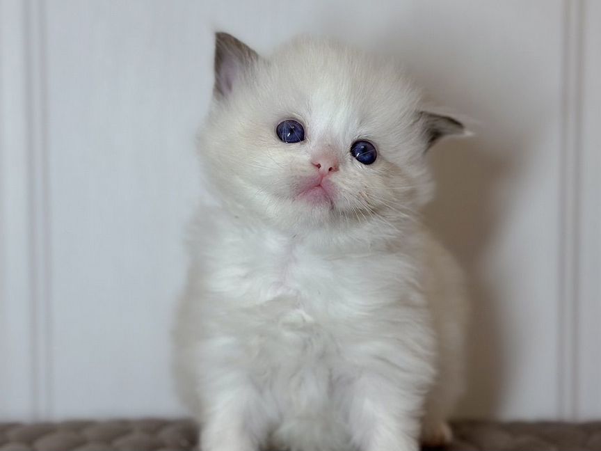 Котята рэгдолл
