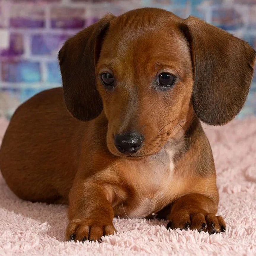 Кроличья такса, щенок