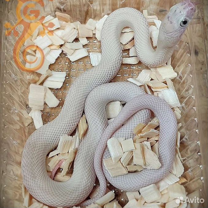 Обсолета леуцист