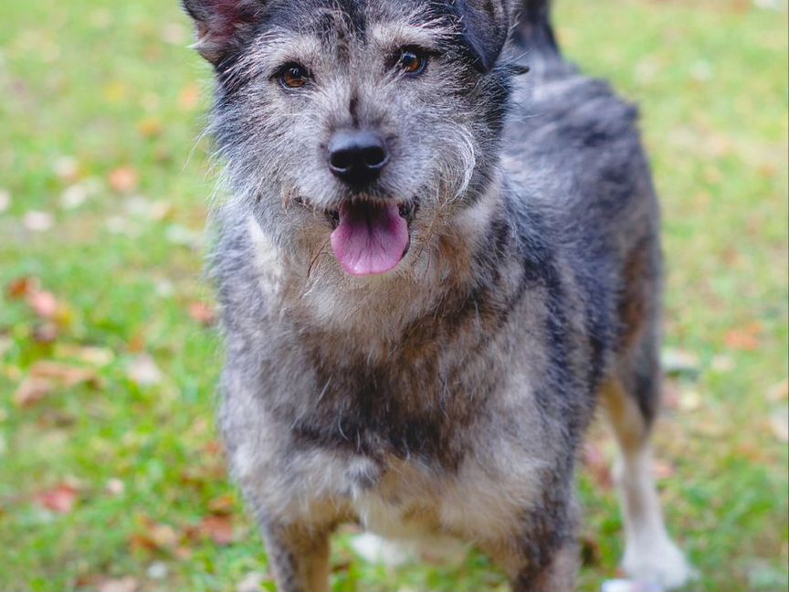 Шикарная собака из приюта