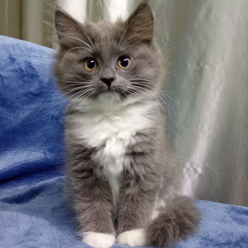 Котята мейн-кун
