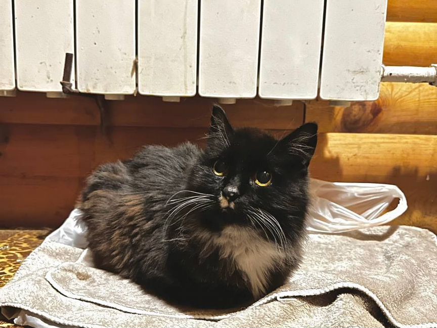 Кошечка в добрые руки