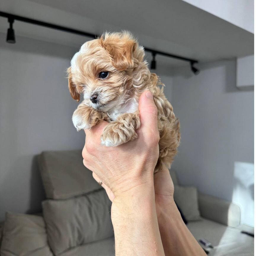 Мальтипу, щенок