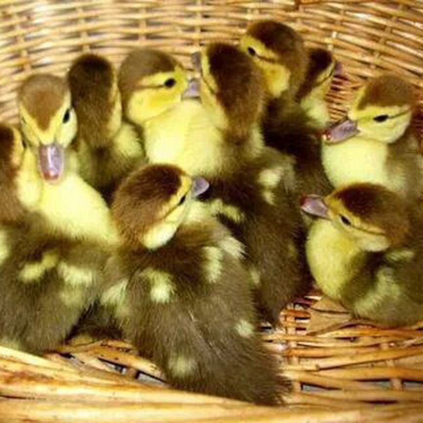 Индоутята с уткой