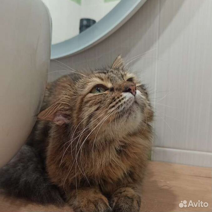 SOS Роскошная сибирская красавица Бусинка в дар