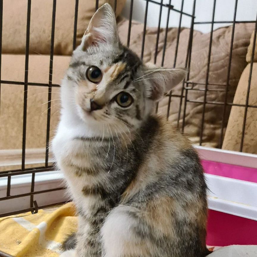 Кошечка и котик в добрые руки