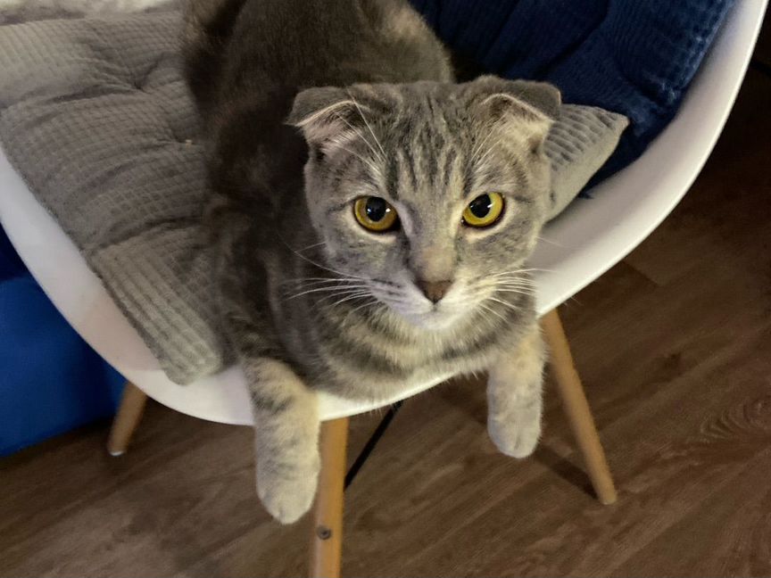 Шотландская вислоухая кошка