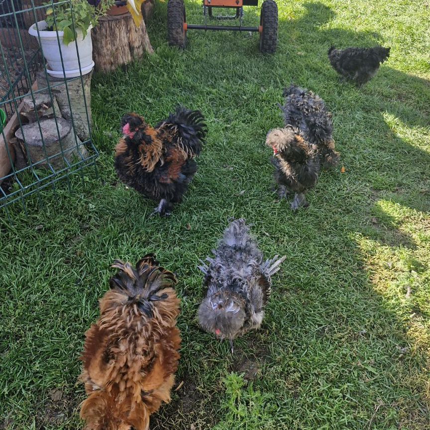 Принимаю заказы на ия декоративных курочек