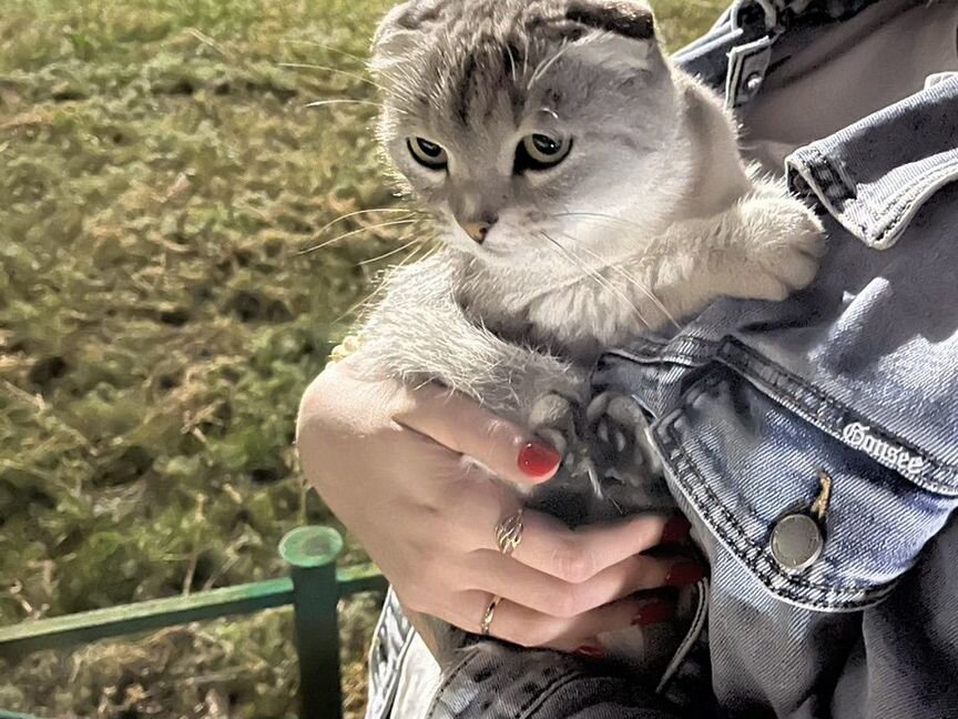 Шотландская вислоухая кошка