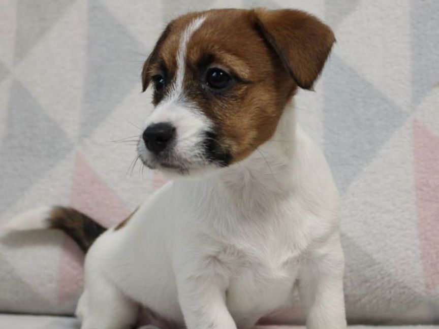 Джек расл терьер щенки