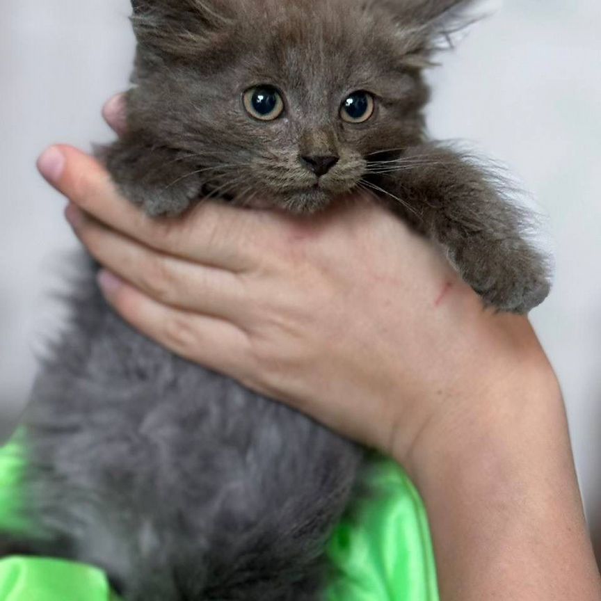 Котята ищут дом