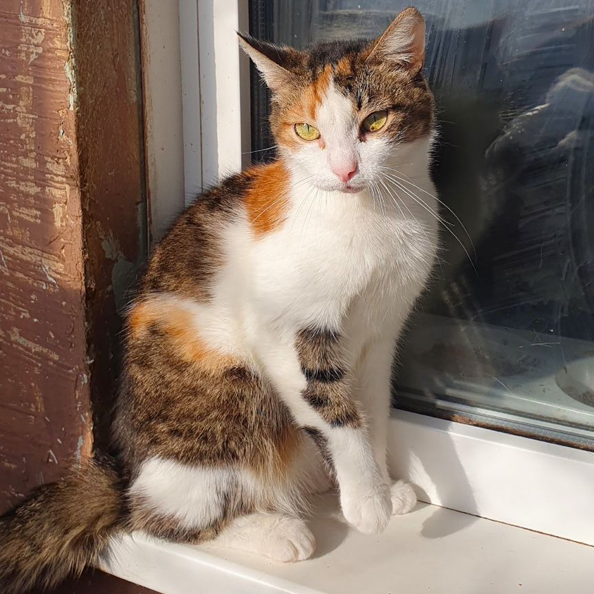 Взрослая, кошка в добрые руки