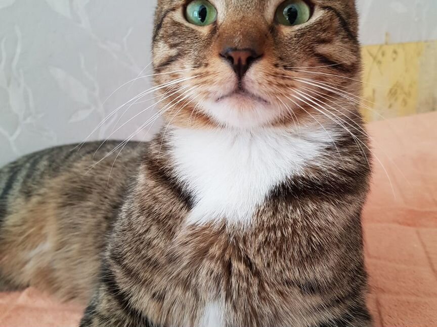 Тигрёнок в поисках дома