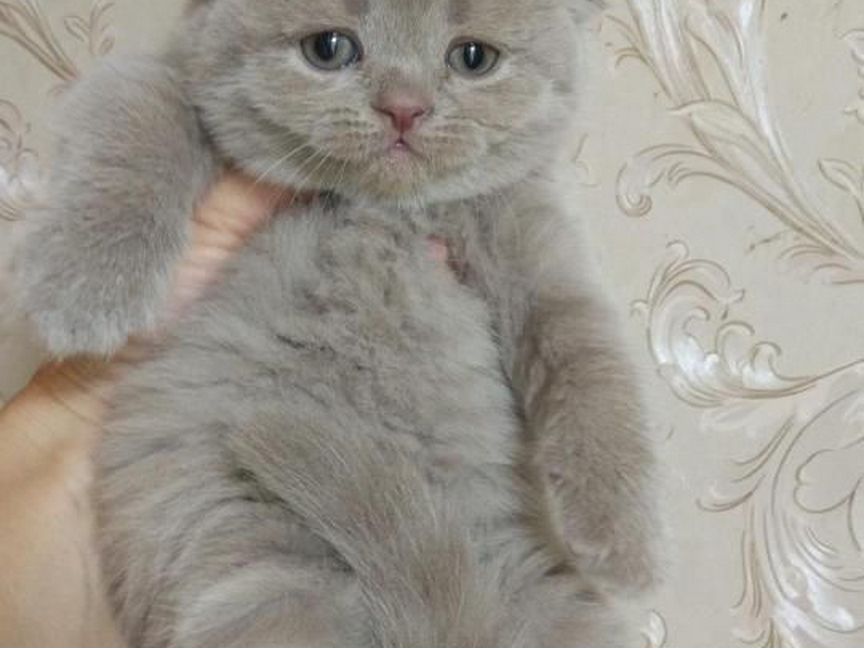 Лиловая вислоухая кошечка