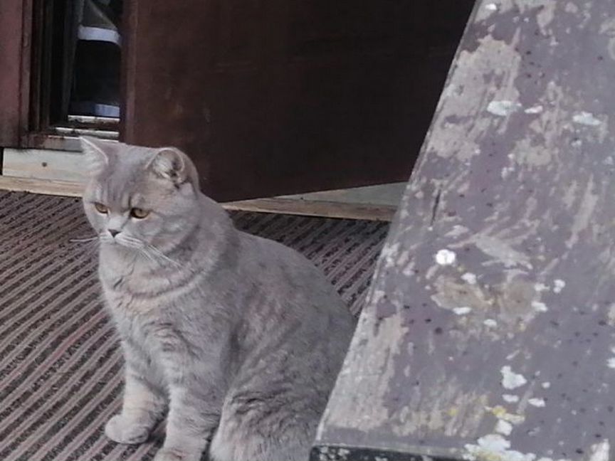 Шотландский кот вязка