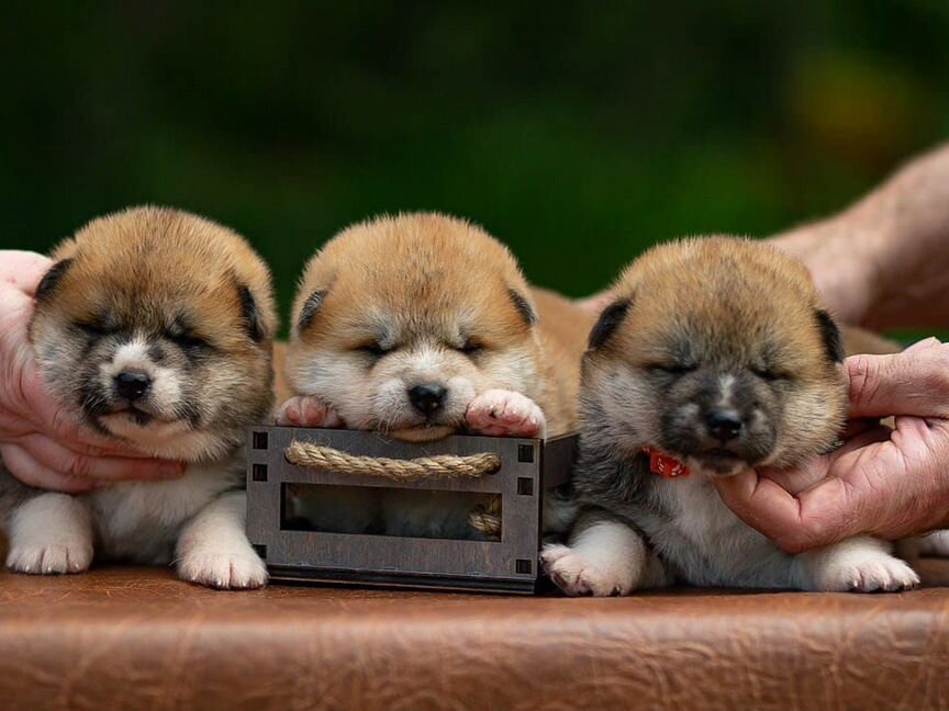 Акита ину (хатико)