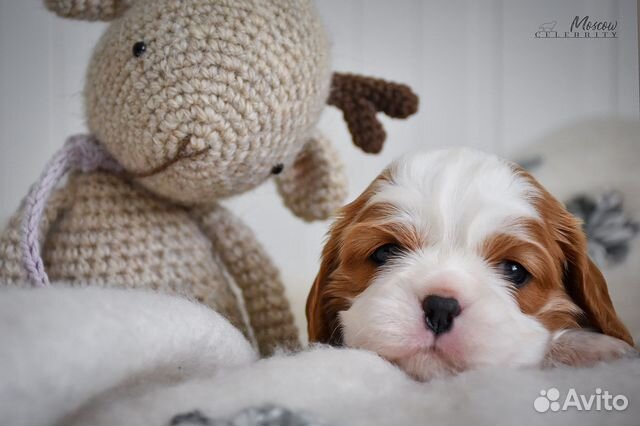 Девочки Кавалер Кинг Чарльз Спаниеля