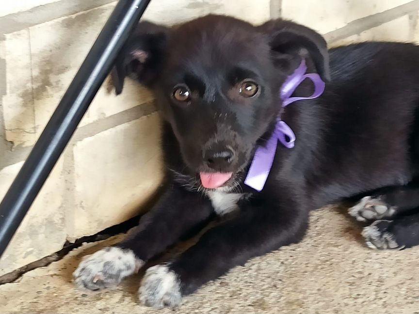 Маленькая девочка хочет стать домашней любимицей