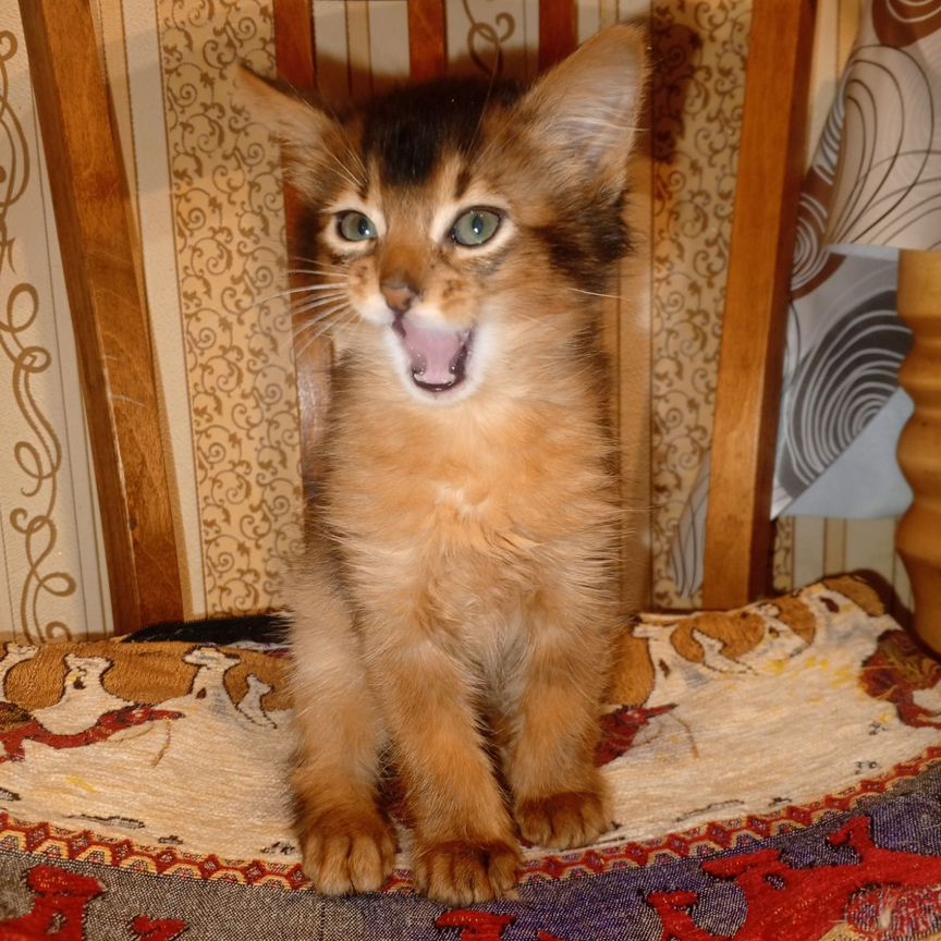 Сомалийские котята