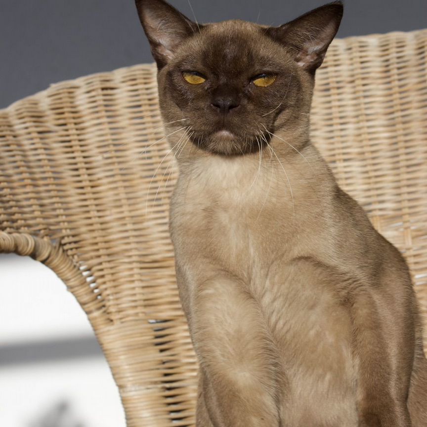 Шоколадный котик