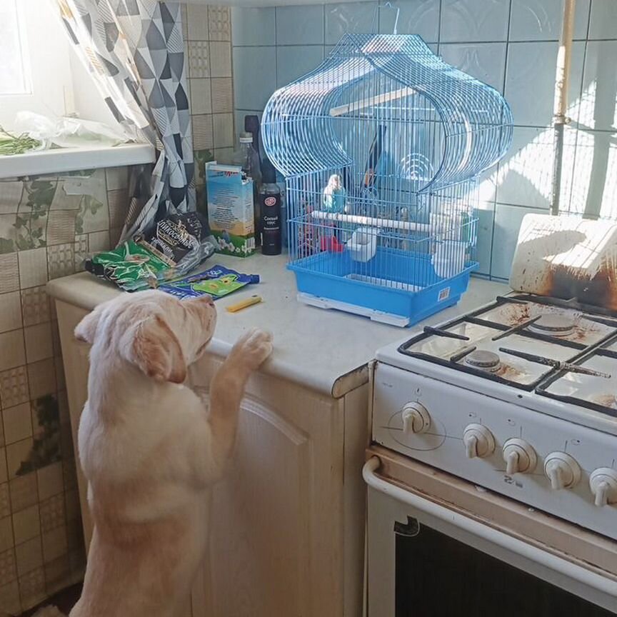 Лаблодор щенок