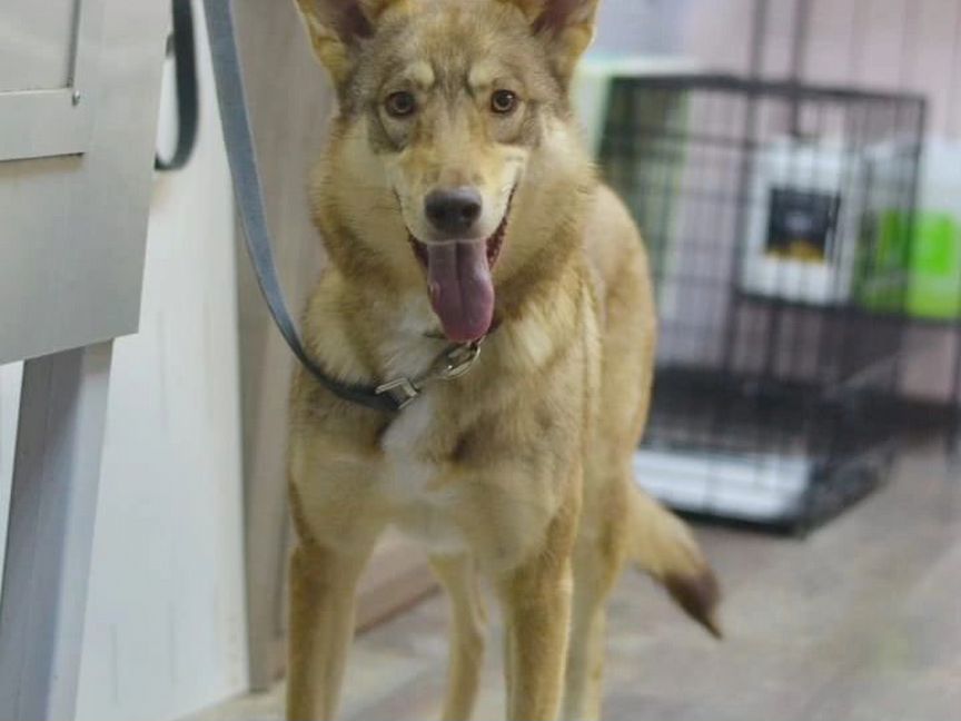 Вязка Чехословацкий влчак (девочка)