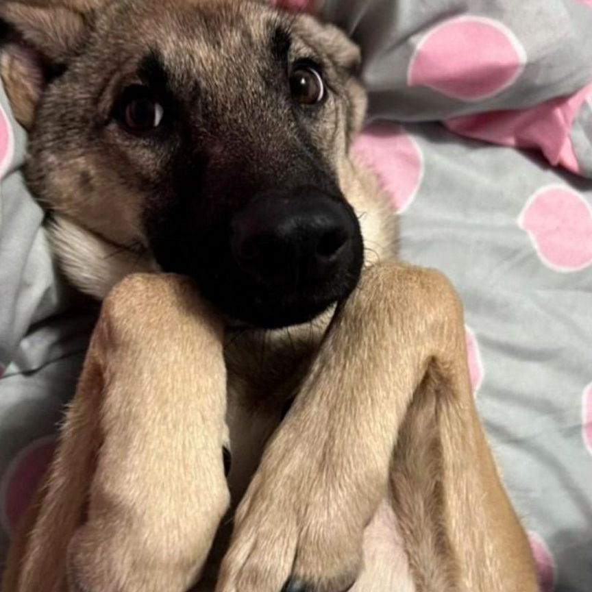 Собака в добрые руки