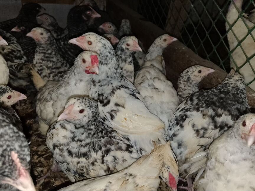 Куры молодки и петушки