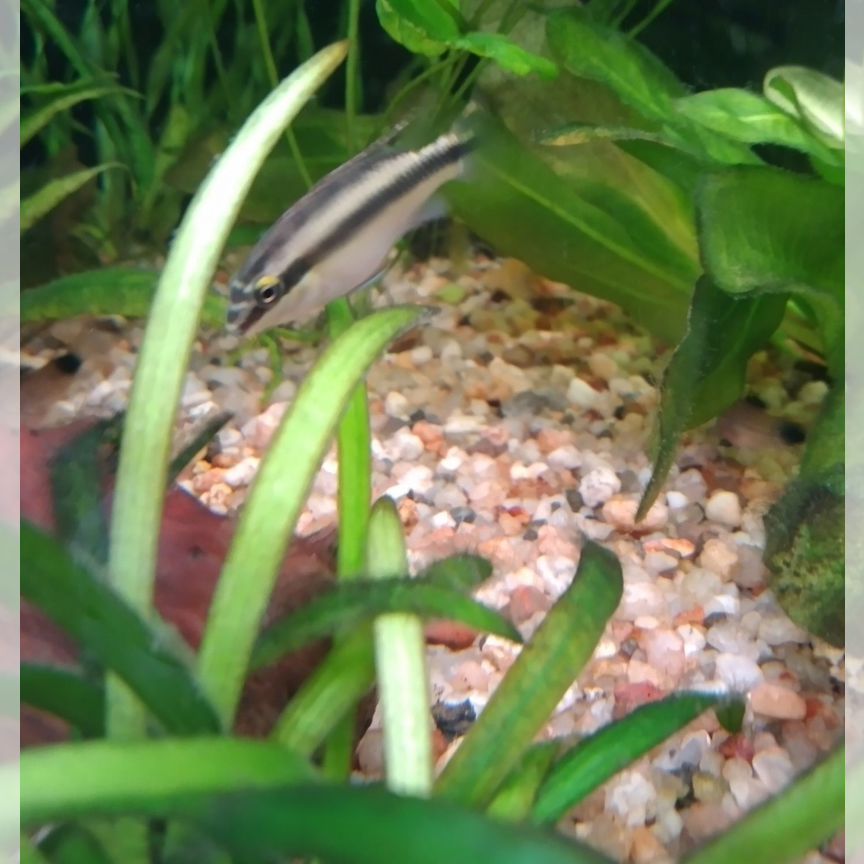 Сомики панда и пельвикахромис пульхер самцы