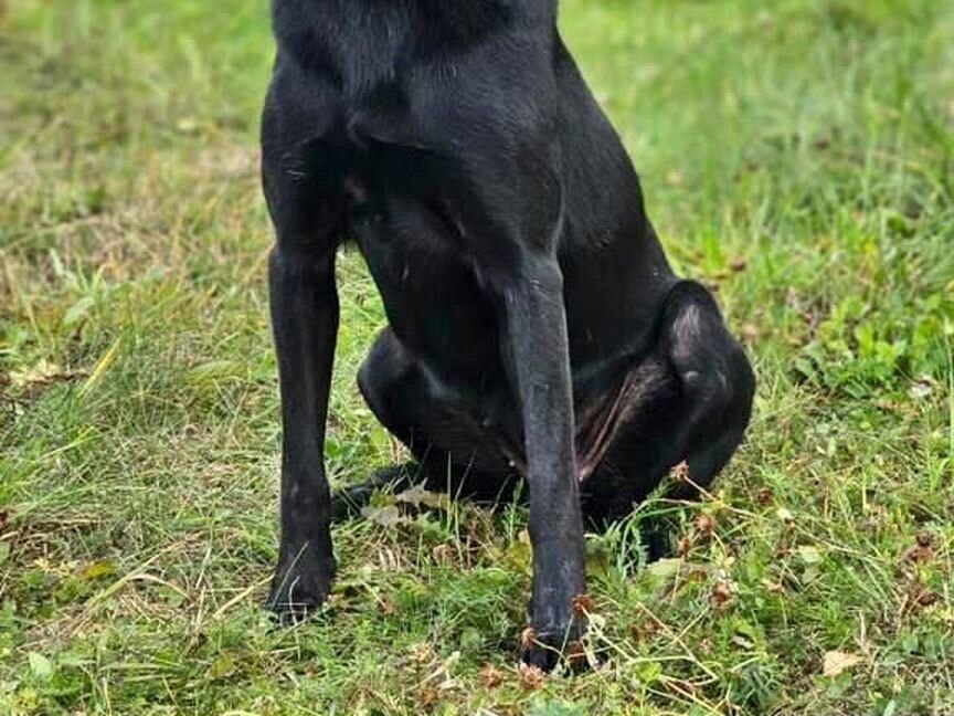 Собака Альма в добрые руки